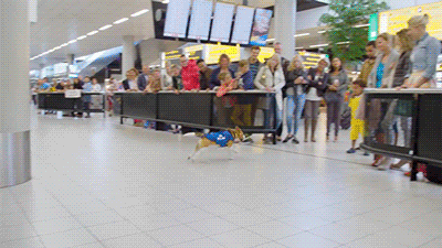 Airport Doggo GIFs - Find & Share on GIPHY