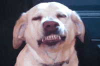 Dog Laughing Meme GIFs - Find & Share on GIPHY