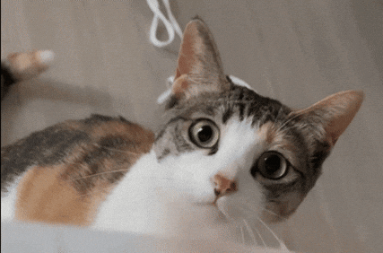 Noonnuyah GIFs - Find & Share on GIPHY