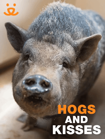 Hogs And Kisses Clips - Find & Share on GIPHY