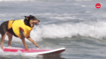 Dog Lol GIF by Animation Domination High-Def