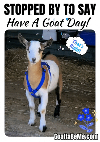 Good Day Pets GIF by Goatta Be Me Goats! Adventures of Java, Toffee, Pumpkin and Cookie!! - Find ...