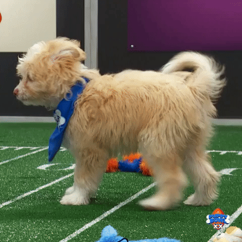 National Dog Show 2018 GIF by NBC