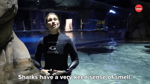 Sharks Have A Very Keen Sense Of Smell GIFs - Find & Share on GIPHY