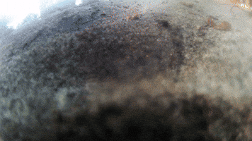 psychedelic abstract expressionism GIF by Dax Norman