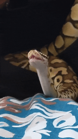 Ballpython GIFs - Find & Share on GIPHY