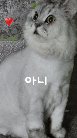 White Cat GIF - Find & Share on GIPHY