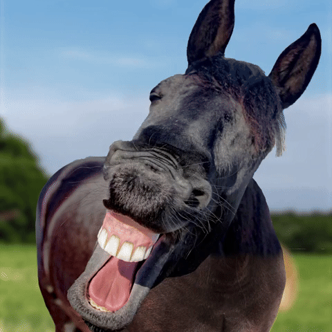 Donkey Laughing Clips - Find & Share on GIPHY