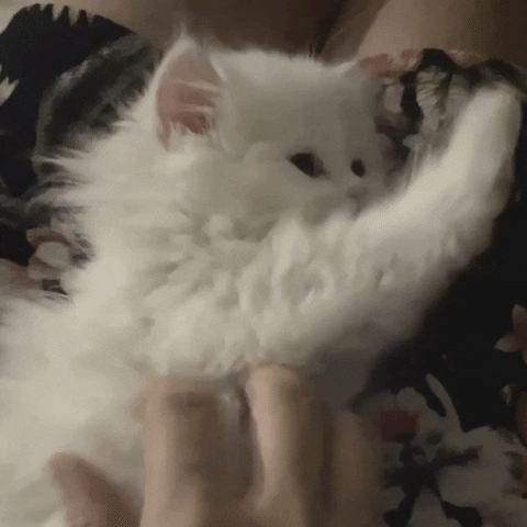 Hand Hello GIF - Find & Share on GIPHY