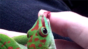 Green Tree Python Red Phase GIFs - Find & Share on GIPHY