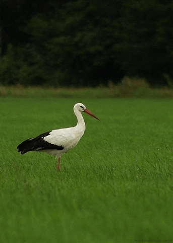 White Stork GIFs - Find & Share on GIPHY