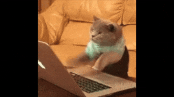 Cat Typing Clips - Find & Share on GIPHY