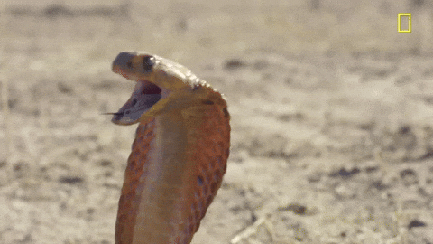 Snake GIFs - Find & Share on GIPHY