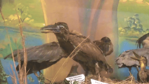 Shoebill Clips - Find & Share on GIPHY