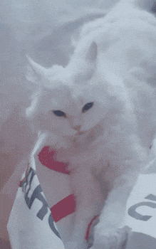 White Cat GIF - Find & Share on GIPHY