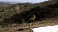 Great-outdoors GIFs - Get the best GIF on GIPHY