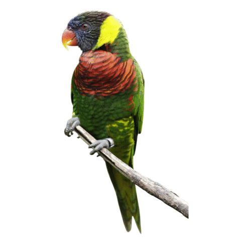 Coconut Lorikeet Education Sticker by Mandai Wildlife Reserve - Find ...