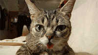 Lil Bub Laptop Gif