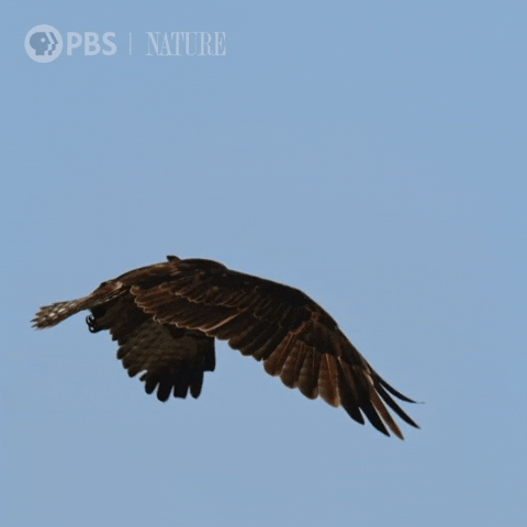 Osprey GIFs - Get the best GIF on GIPHY