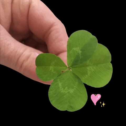 Clover GIF by Manaluvia - Find & Share on GIPHY