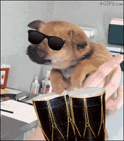 Bongo GIFs - Find & Share on GIPHY
