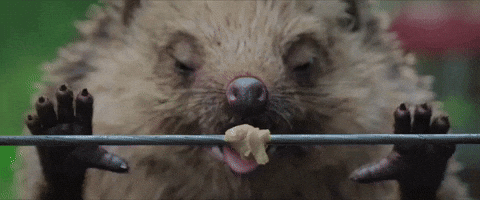 Peter Rabbit GIF - Find & Share on GIPHY