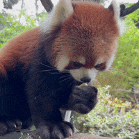 Red Pandas Gif