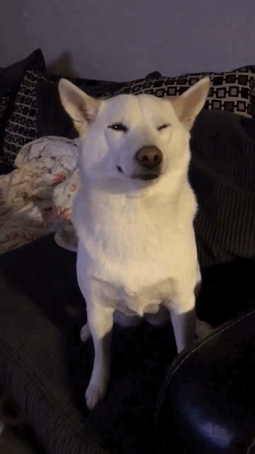 Happy Shiba Inu GIF by KeepUpWithJaz - Find & Share on GIPHY