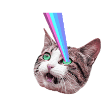 Laser Cat Animated Gif