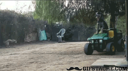 New trending GIF tagged dog lawnmower via http… | Trending Gifs
