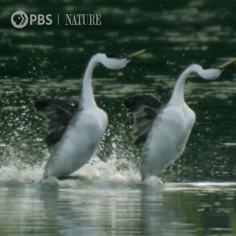 Pbs Nature Running GIF by Nature on PBS - Find & Share on GIPHY