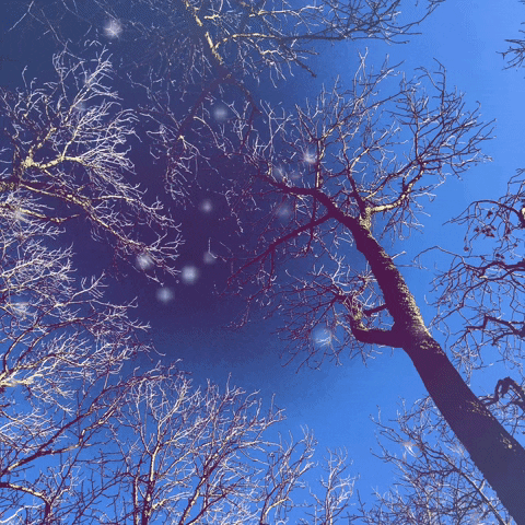 Tree Spirits GIFs - Get the best GIF on GIPHY