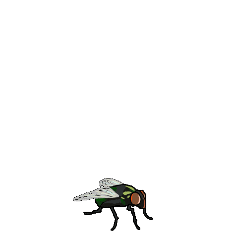 Vp Debate Fly Sticker by adobetrisha for iOS & Android | GIPHY