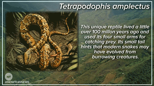 Small-arms GIFs - Get the best GIF on GIPHY