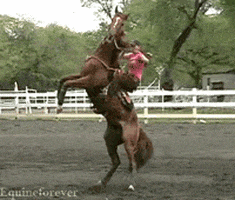 English Riding GIFs - Get the best GIF on GIPHY