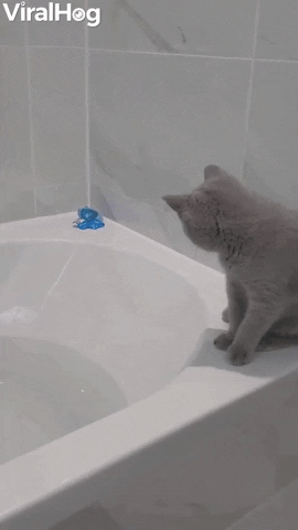 Lilah The Cat Falling In The Bath GIFs - Get the best GIF on GIPHY