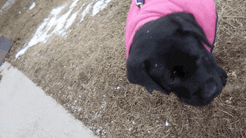 Black Lab GIFs - Find & Share on GIPHY