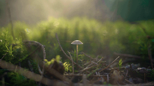 Living In The Sunlight GIFs - Get the best GIF on GIPHY