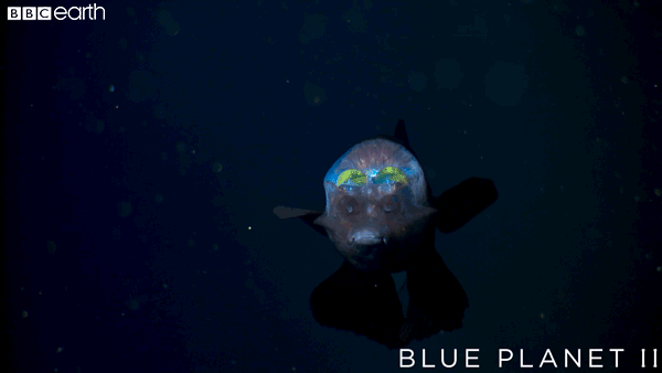 Blue Planet Ocean GIF by BBC Earth - Find & Share on GIPHY