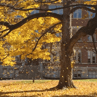 Fall Leaves Gif