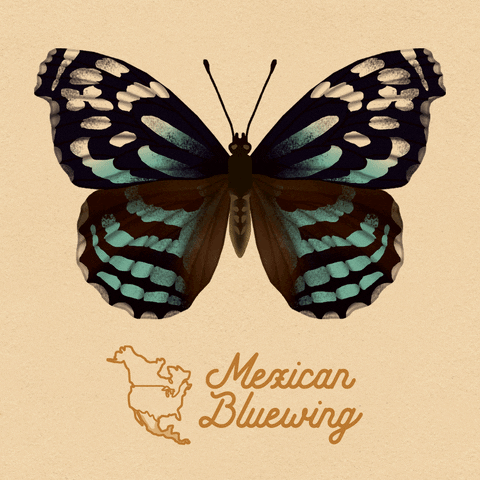 Tabletopwhale GIFs - Get the best GIF on GIPHY