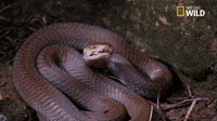 Snake Slithering Gif