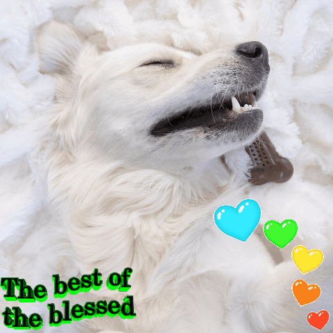 The Best Of The Blessed GIFs - Get the best GIF on GIPHY