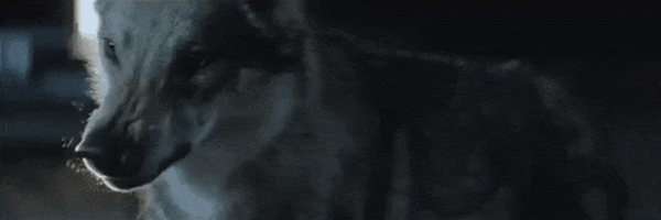 Wild Beasts GIFs - Get the best GIF on GIPHY