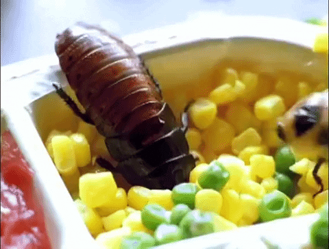 Cob-meme GIFs - Get the best GIF on GIPHY