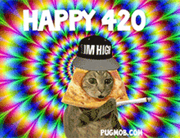 Stoned Cat GIFs - Get the best GIF on GIPHY
