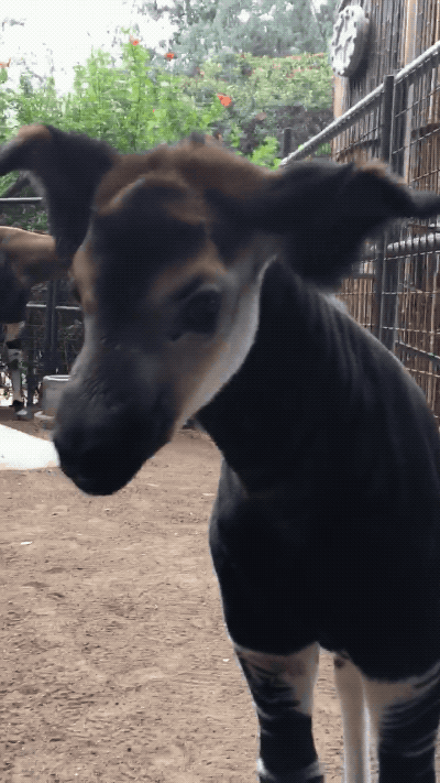 Happy Baby Animal GIF by San Diego Zoo - Find & Share on GIPHY