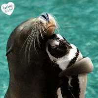 Animal Hug Gif