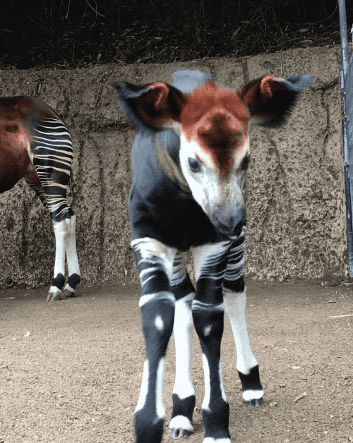 Okapi GIFs - Get the best GIF on GIPHY