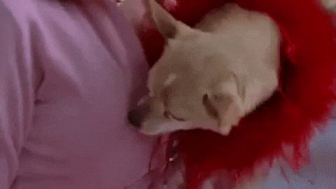 Dj Fail Dj Gag Fake Boobs Festival GIFs - Get the best GIF on GIPHY